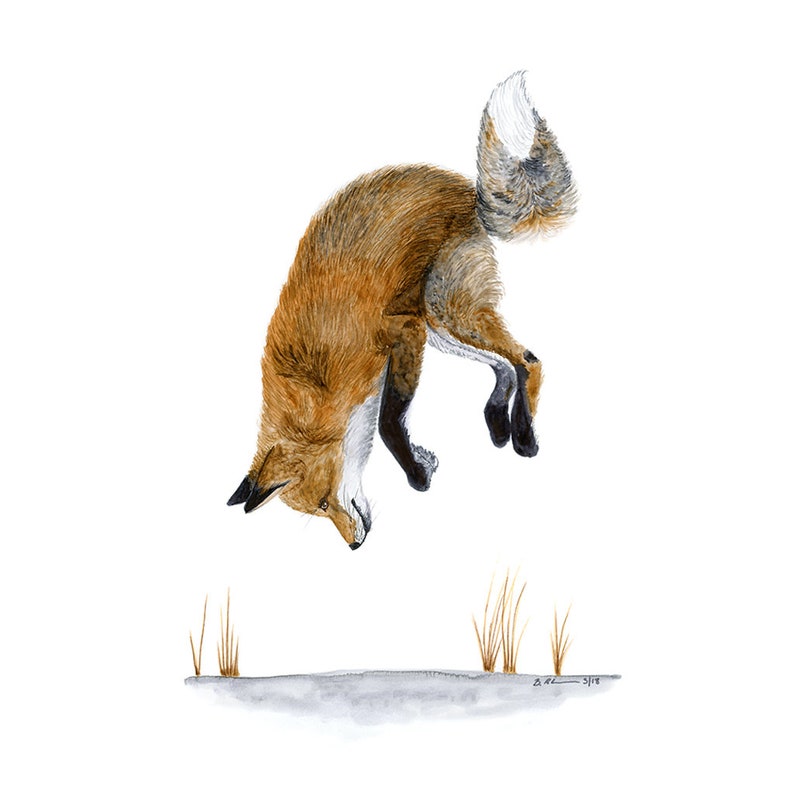 Fox Nursery Jumping Fox Drawing Watercolor Nursery Animal - Etsy