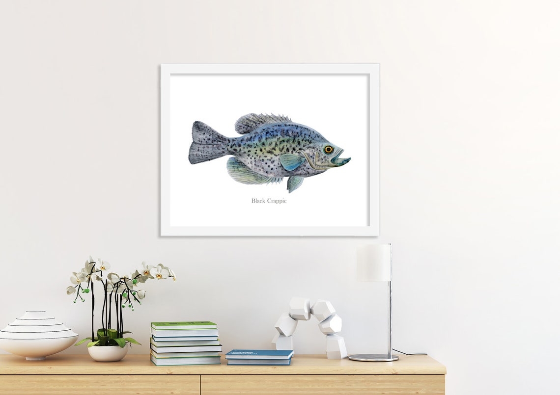 Crappie Fish Art Freshwater Fish Watercolor North American - Etsy