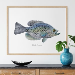 Crappie Fish Art, Freshwater Fish Watercolor, North American Fish Print ...