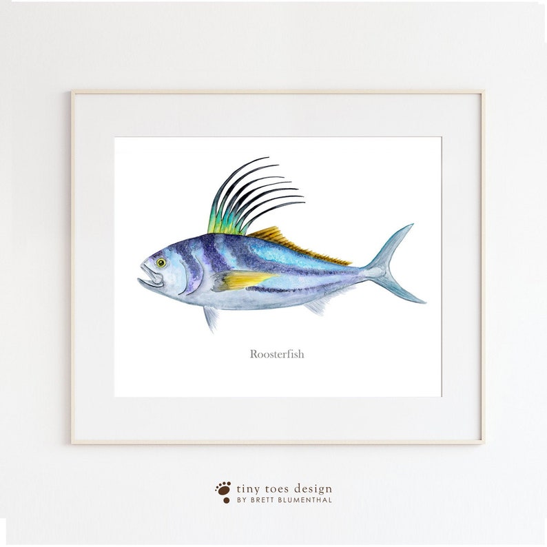 Roosterfish Art Print Baja Fishing Art Game Fish Wall Art - Etsy