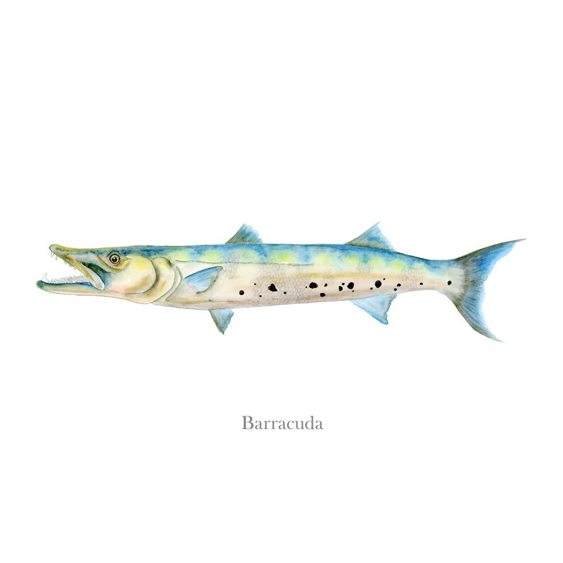 Barracuda Watercolor Print, Fish Wall Art, Sport Fishing Decor - Etsy