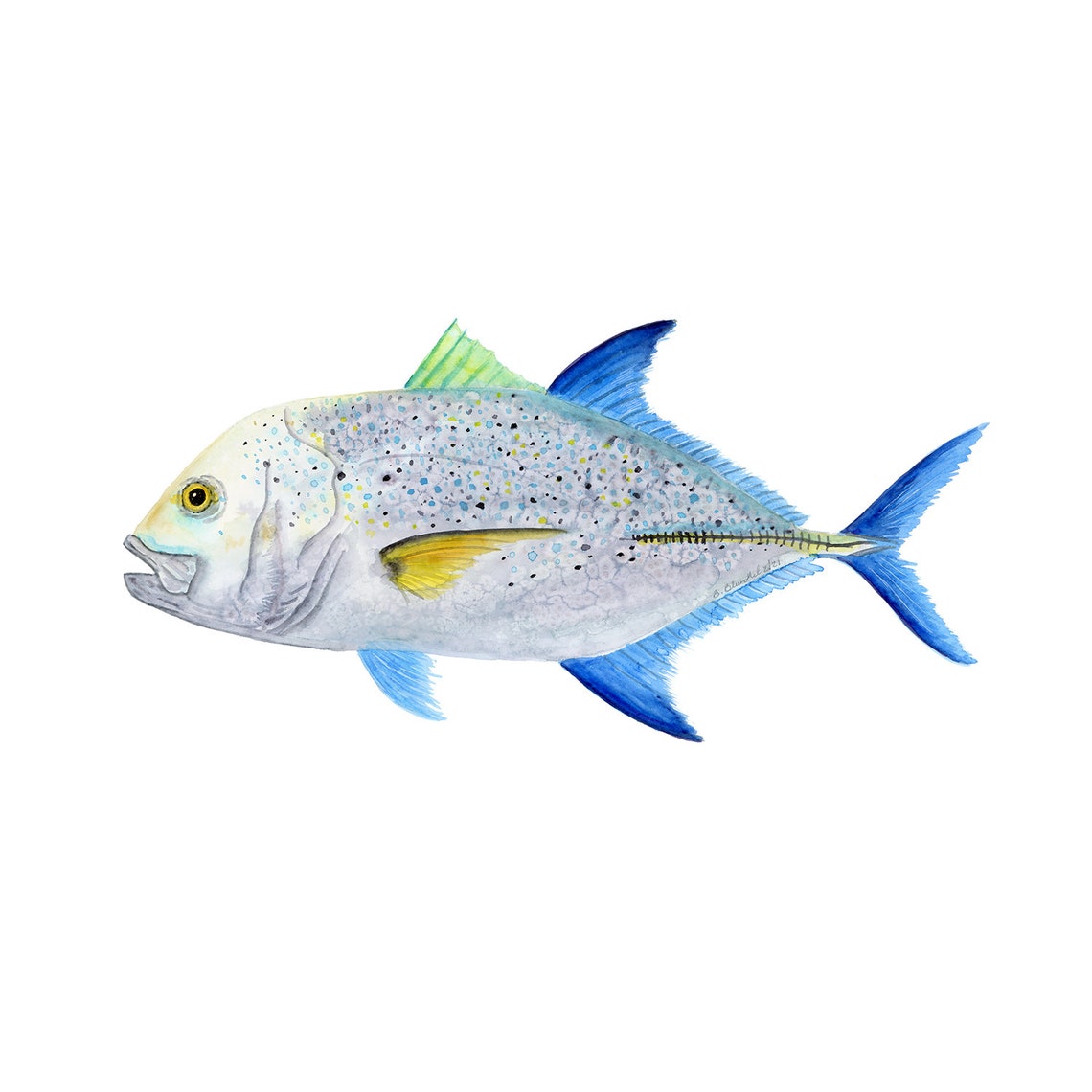 Fish Watercolor Print Bluefin Trevally Print Trevally Art | Etsy