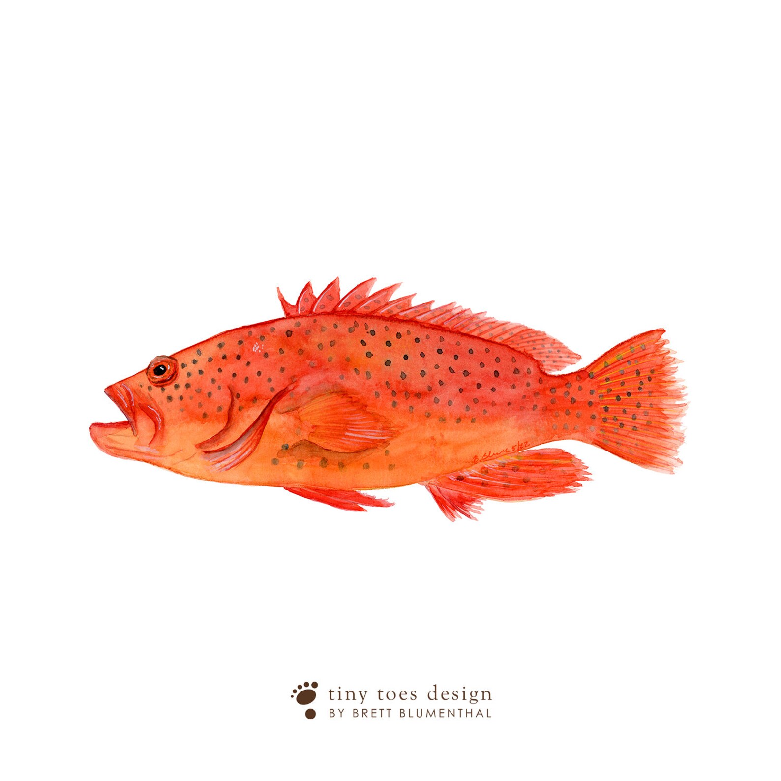 Red Watercolor Fish, Red Grouper Fish Painting, Grouper Fish Mount ...