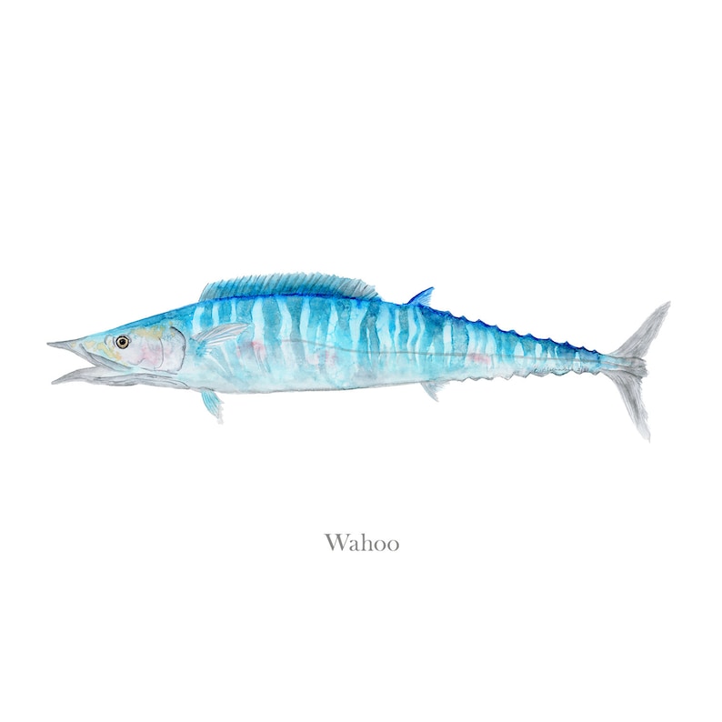 Blue Watercolor Fish Wahoo Fish Painting Wahoo Fish Mount - Etsy