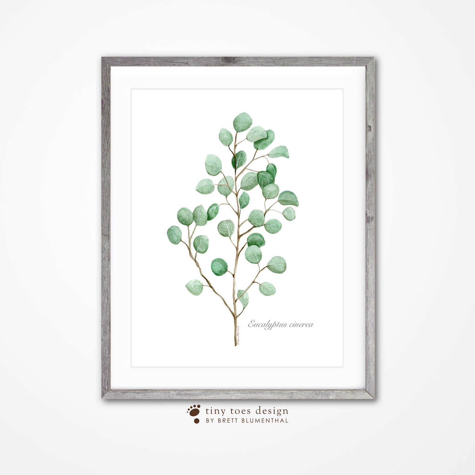Eucalyptus Watercolor Print Botanical Poster Scientific - Etsy