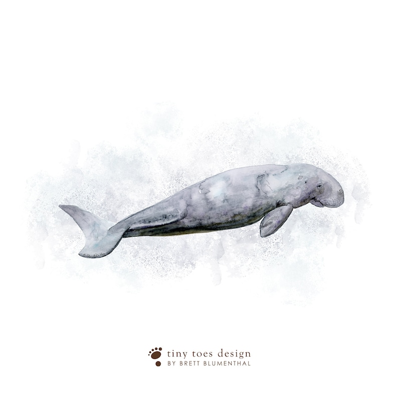 Dugong Watercolor Art, Ocean Animal Decor, Dugong Wall Art, Ocean ...