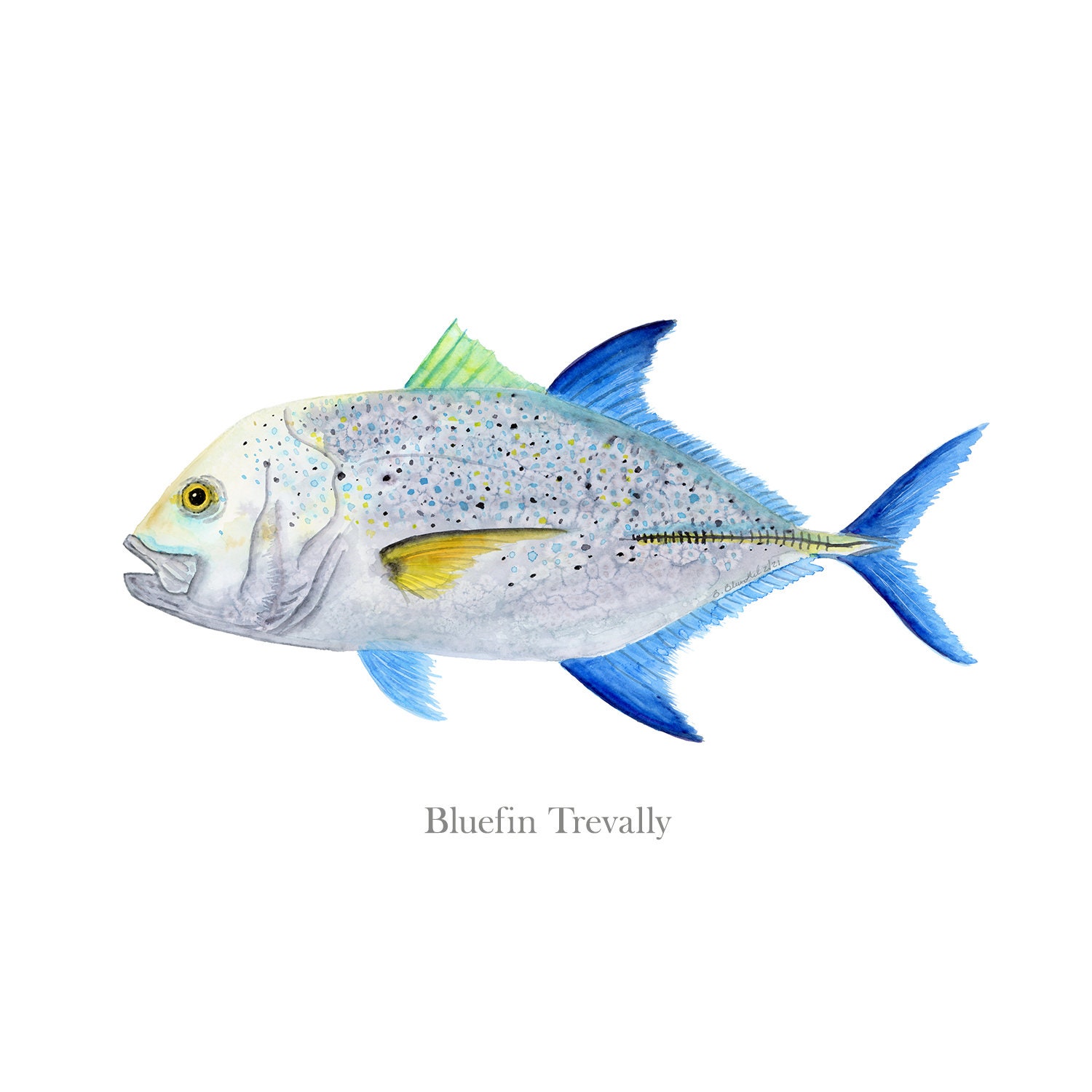 Fish Watercolor Print, Bluefin Trevally Print, Trevally Art, Fish Decor ...