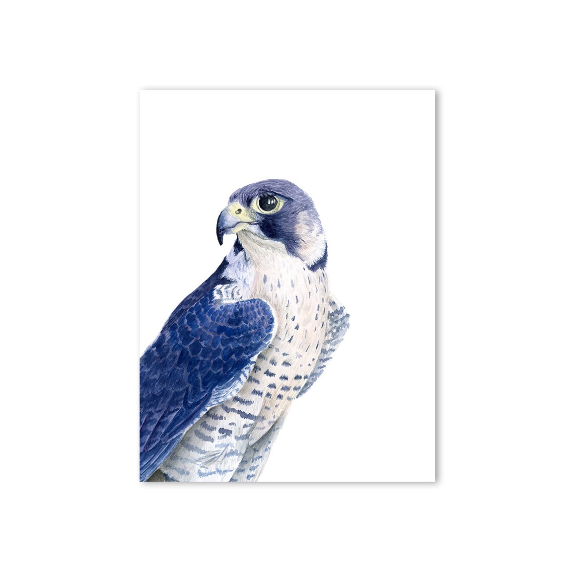 Peregrine Falcon Watercolor Bird of Prey Print Falcon - Etsy