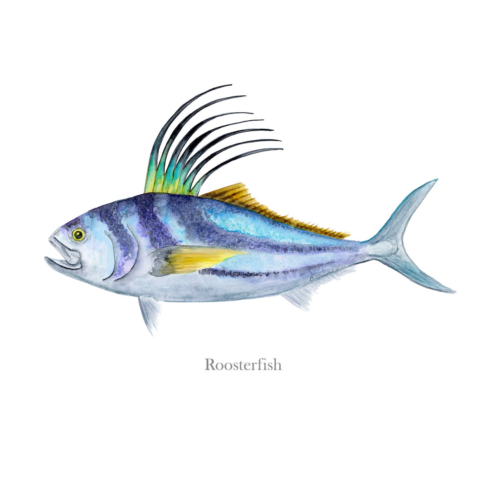 Roosterfish Art Print Baja Fishing Art Game Fish Wall Art - Etsy