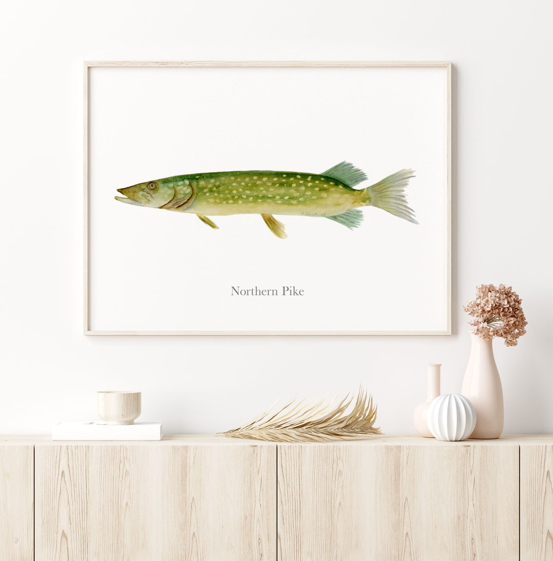 Lake Fish Wall Art, Northern Pike Illustration, River and Stream Fish ...