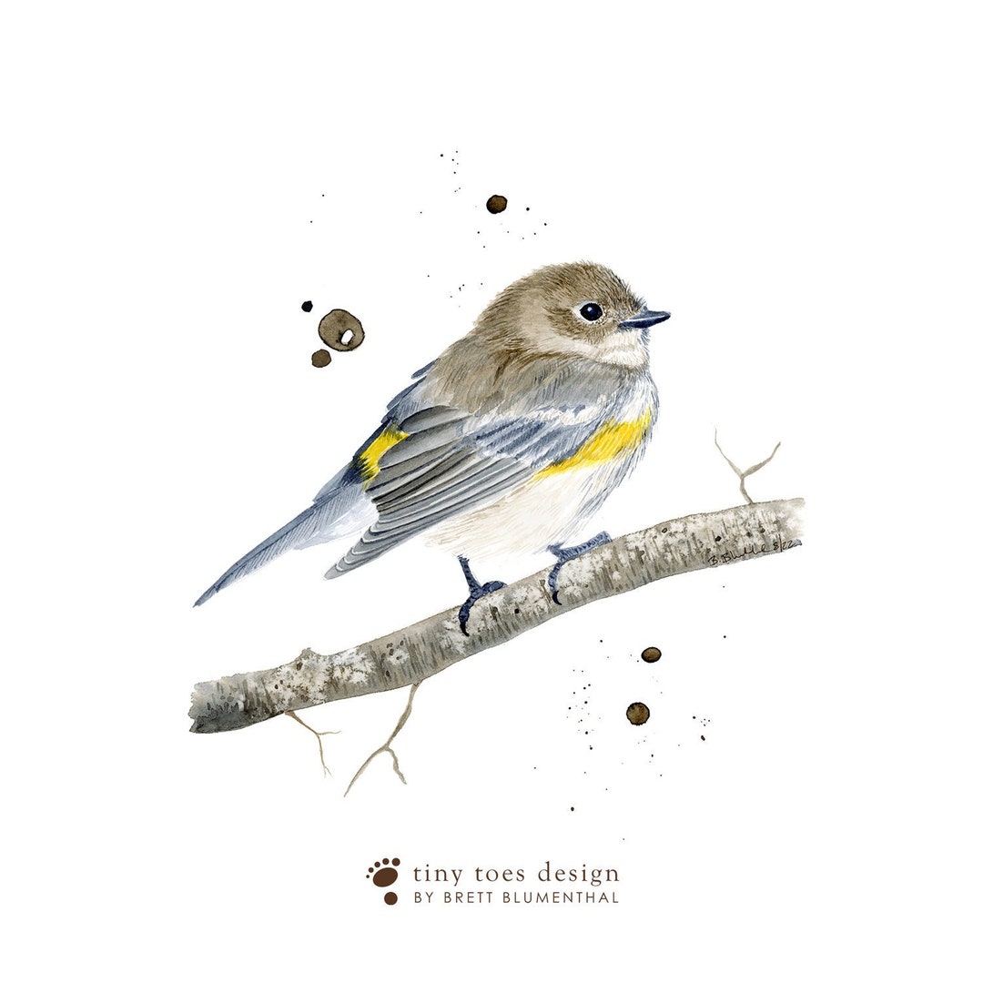 Yellow-rumped Warbler Watercolor, North American Bird, Warbler Art ...