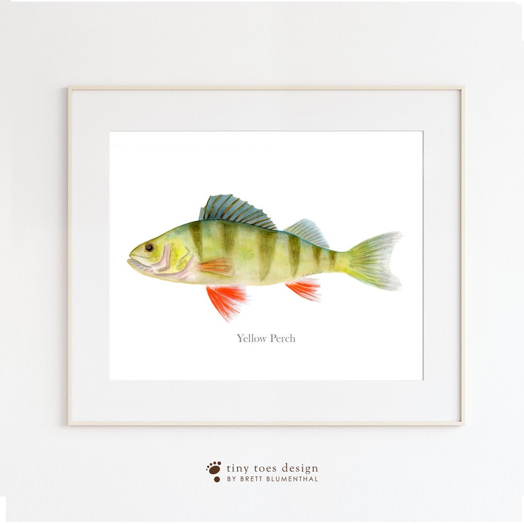 Lake Fish Art Yellow Perch Watercolor North American Fish - Etsy