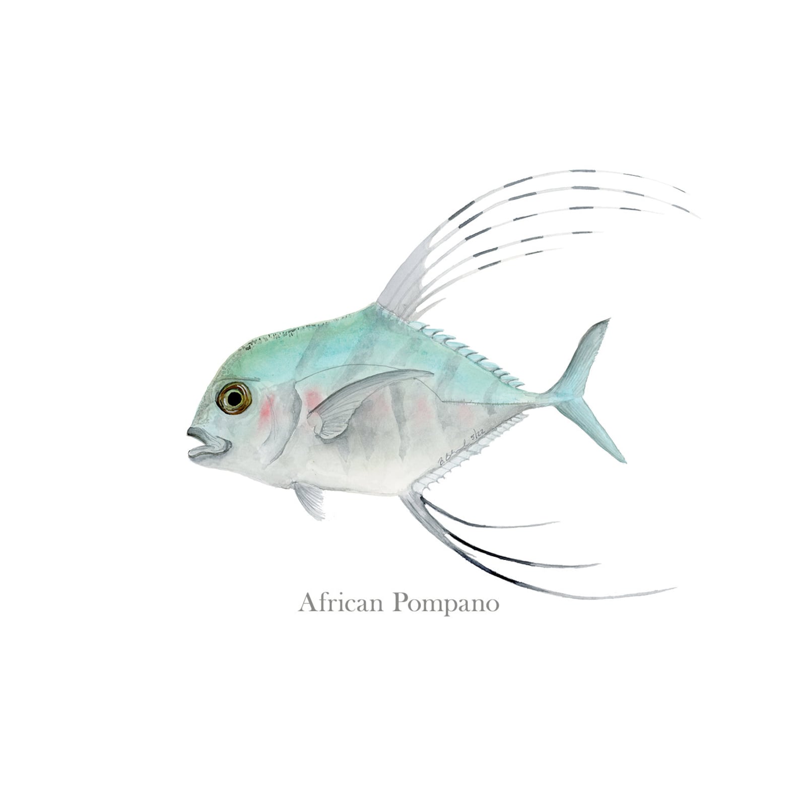 African Pompano Watercolor, Florida Fish Painting, Pompano Fish Mount ...
