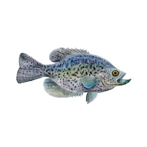 Crappie Fish Art, Freshwater Fish Watercolor, North American Fish Print ...