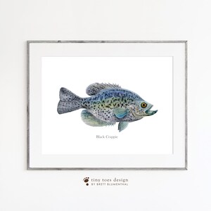 Crappie Fish Art, Freshwater Fish Watercolor, North American Fish Print ...