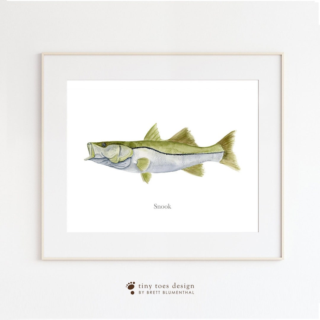 Snook Watercolor Fish Painting Snook Art Print Snook Fish - Etsy