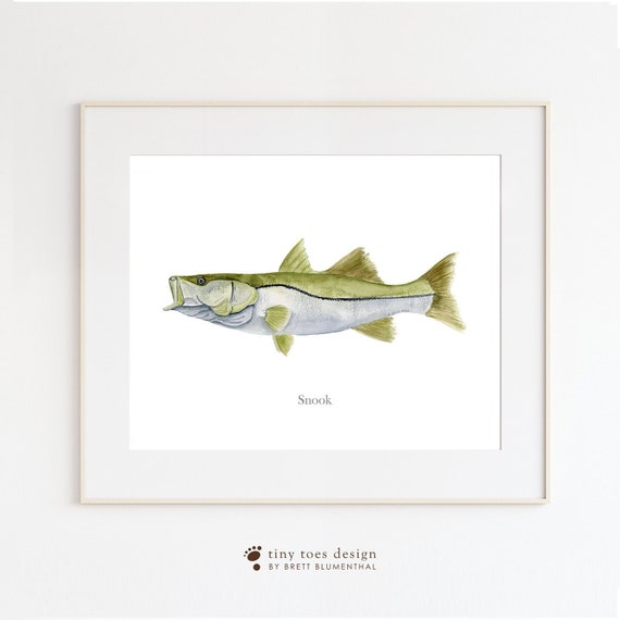 Snook Watercolor Fish Painting Snook Art Print Snook Fish - Etsy