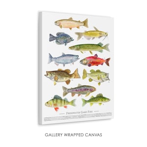 Freshwater Fish Print, Fish Wall Art, Watercolor Fish, Fishing Gifts ...