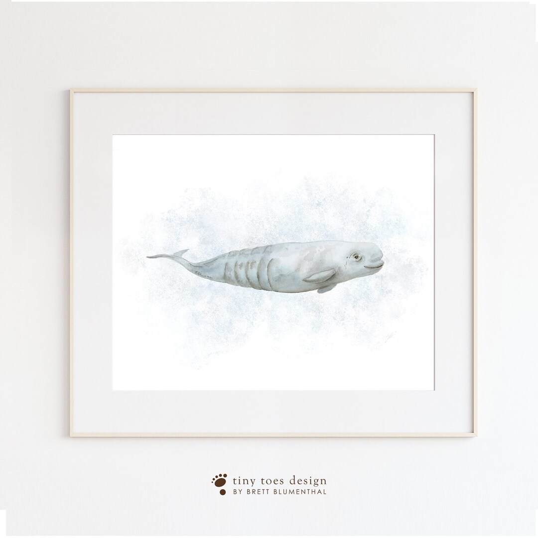 Beluga Whale Print Beluga Wall Art Sea Canaries White - Etsy
