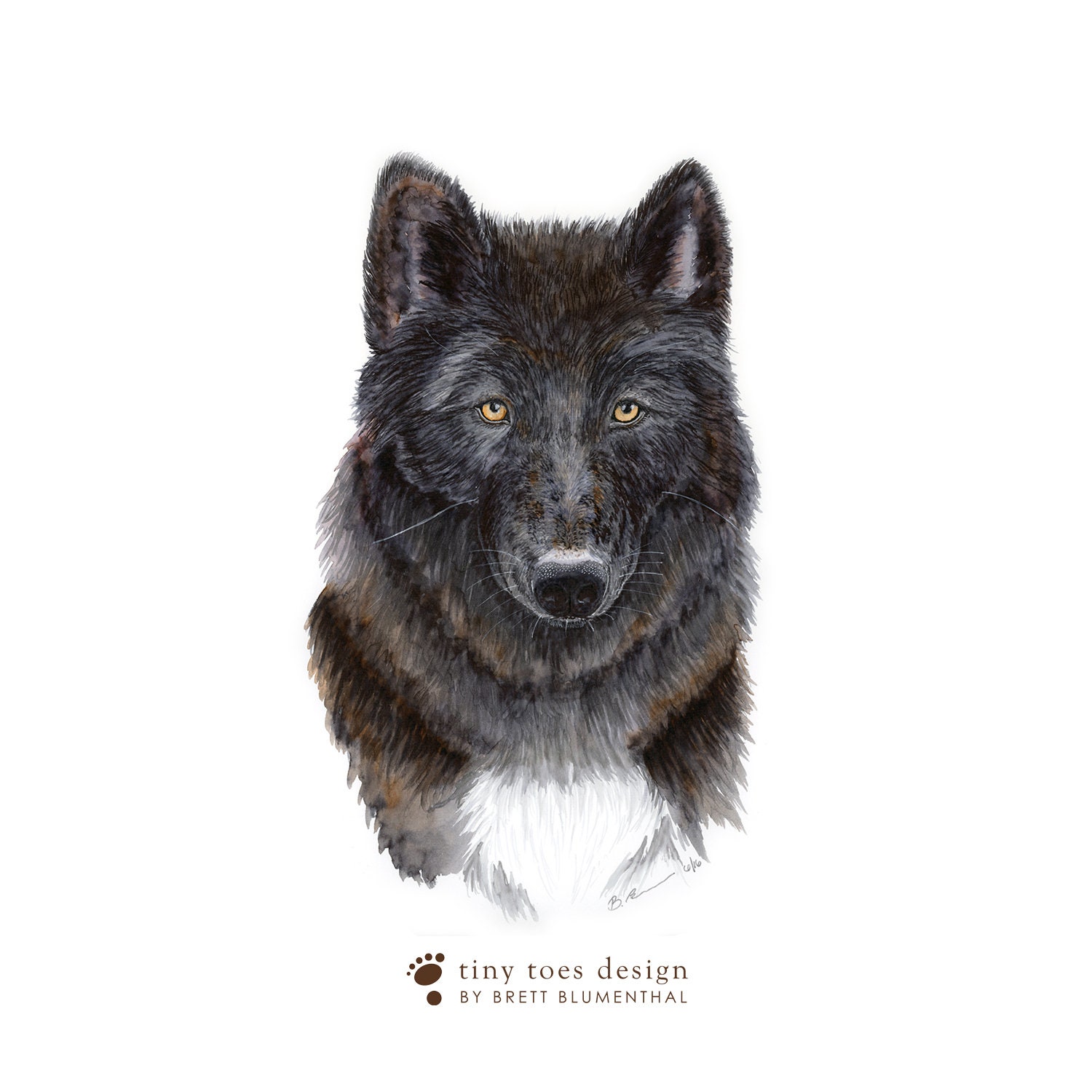 Black Alaskan Tundra Wolf