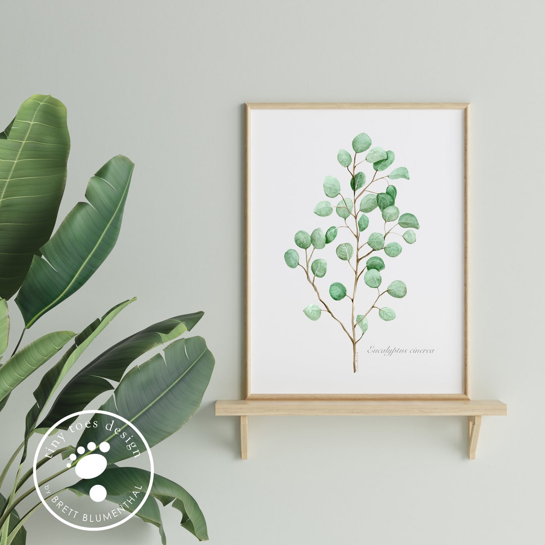 Eucalyptus Watercolor Print, Botanical Poster, Scientific Print ...