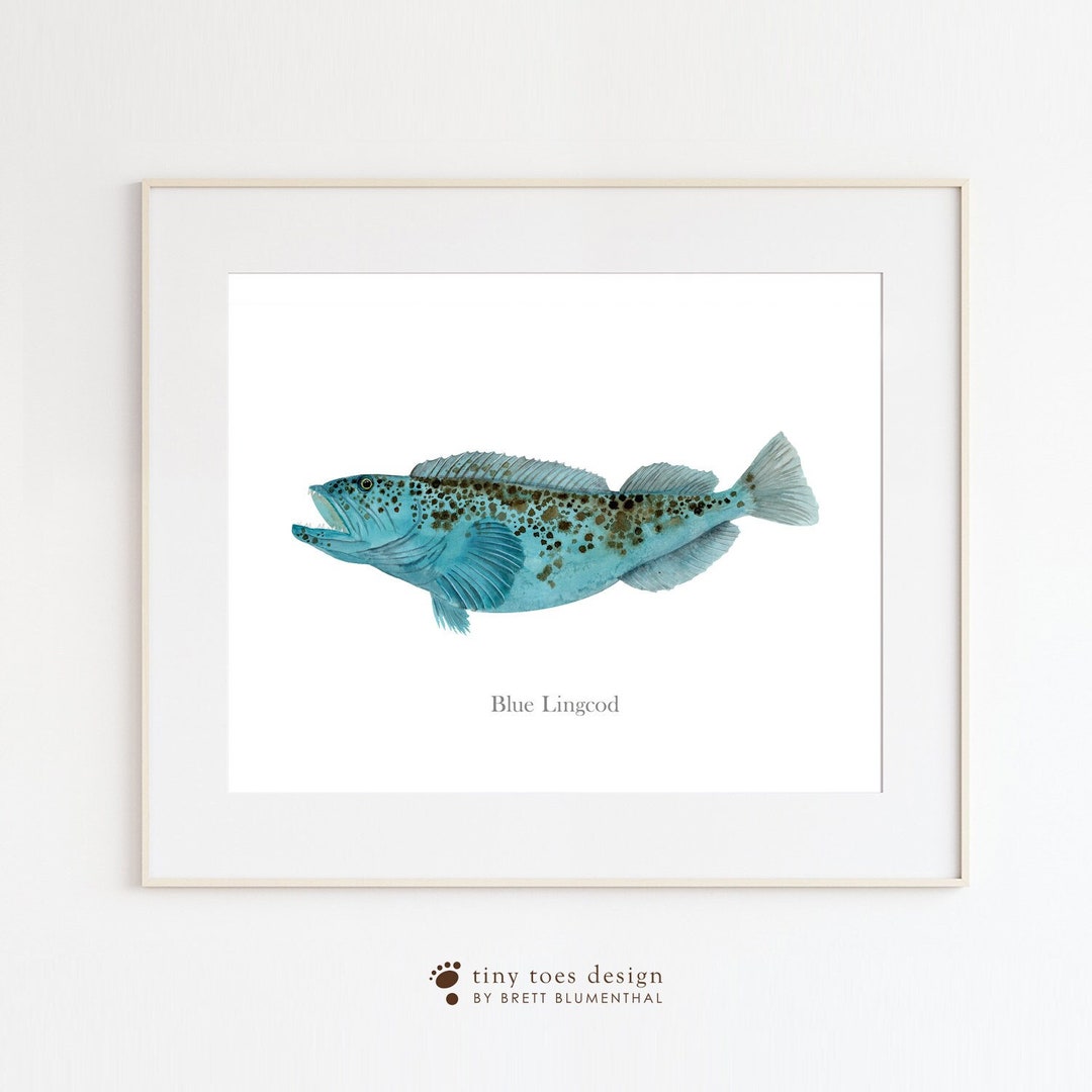 Blue Lingcod Art Print Lingcod Watercolor Realistic Fish - Etsy