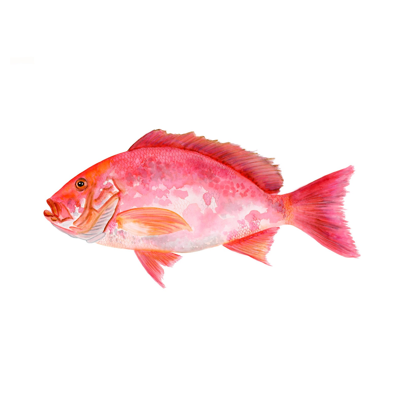 Red Snapper Wall Art Red Snapper Print Fish Watercolor Gift - Etsy