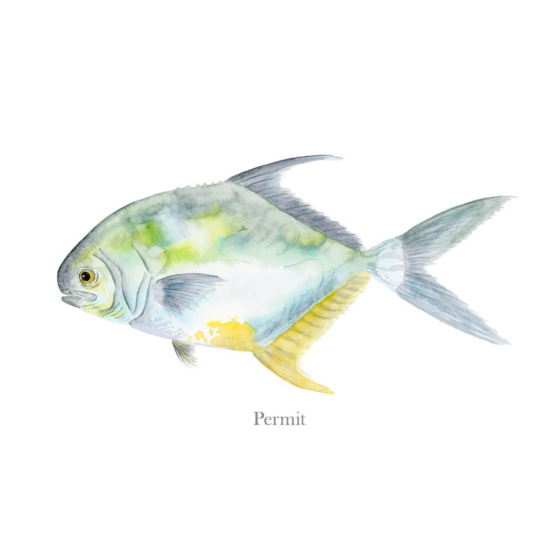 Watercolor Fish Permit Fish Print Permit Fishing Mount Art | Etsy