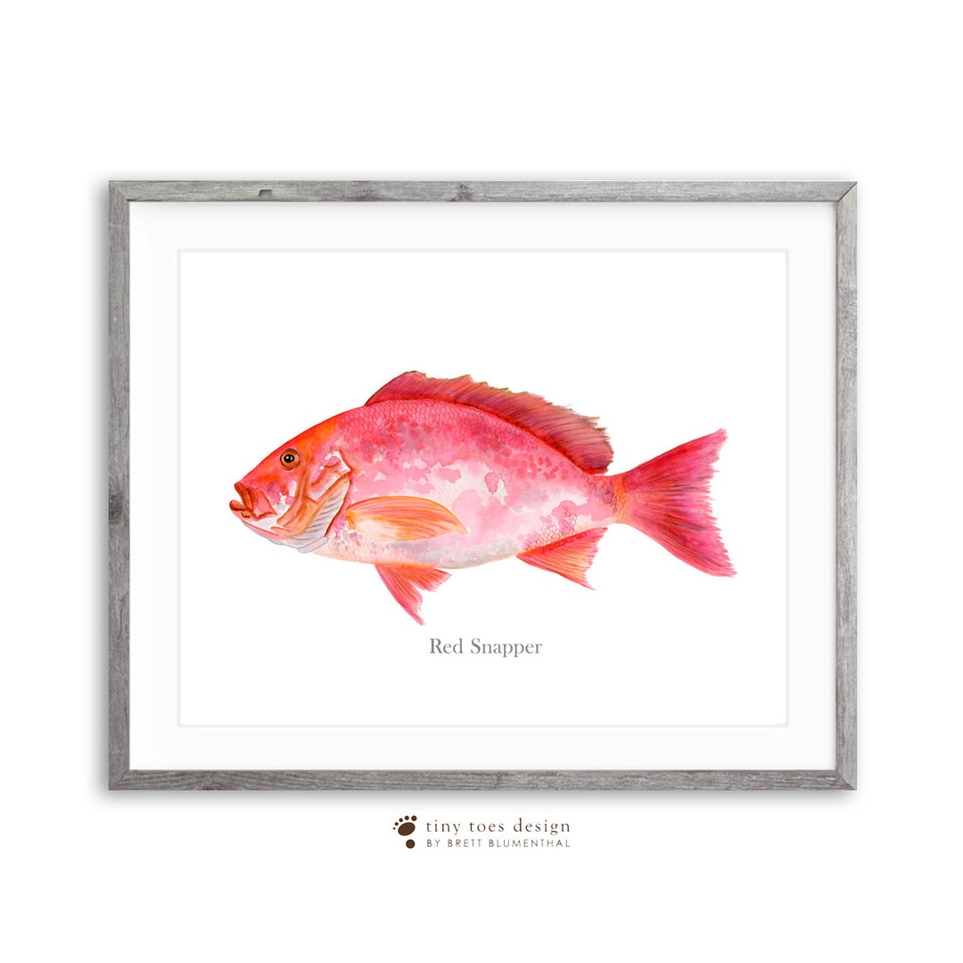 Red Snapper Wall Art Red Snapper Print Fish Watercolor Gift - Etsy
