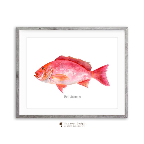 Red Snapper Wall Art Red Snapper Print Fish Watercolor Gift - Etsy