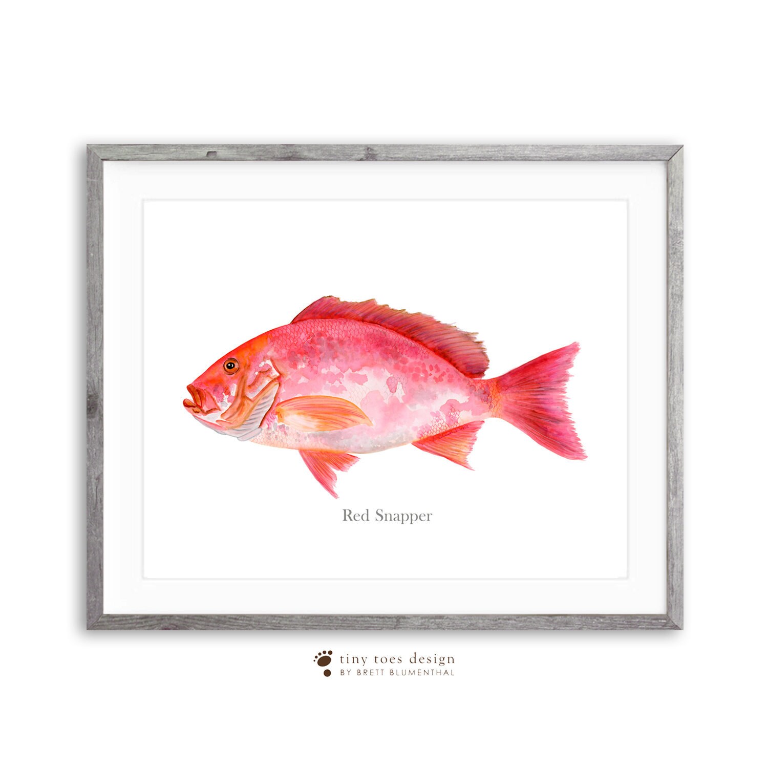 Red Snapper Wall Art, Red Snapper Print, Fish Watercolor, Gift for ...