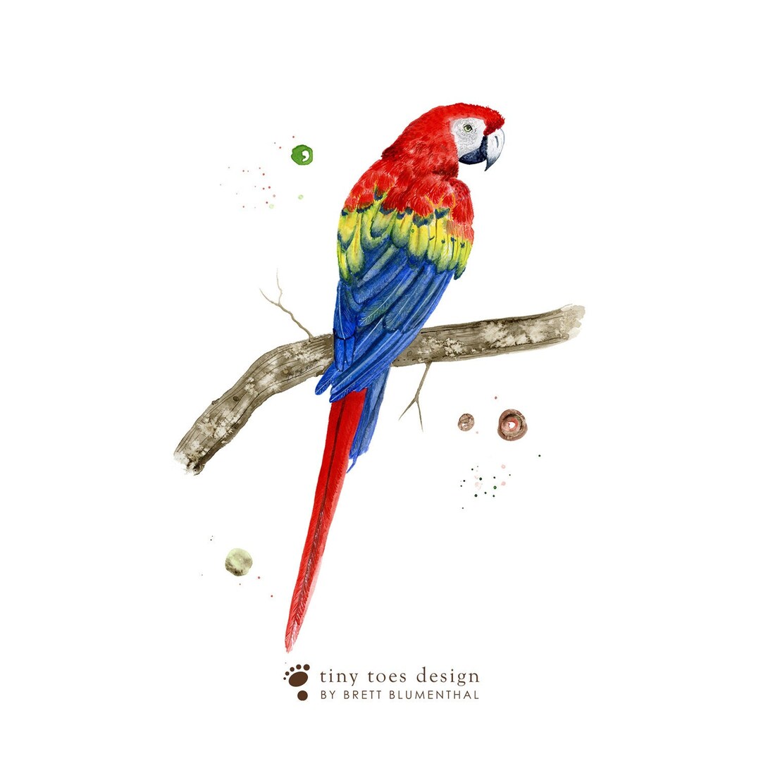 Scarlet Macaw Watercolor, Parrot Art Print, Tropical Bird Painting ...
