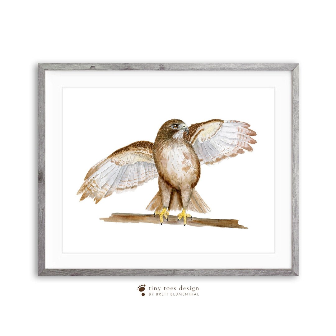 Red Tailed Hawk Painting, Red Tail Hawk Print, Bird Watercolor Art ...