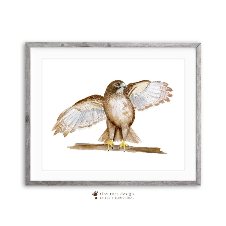 Red Tailed Hawk Painting Red Tail Hawk Print Bird Watercolor - Etsy