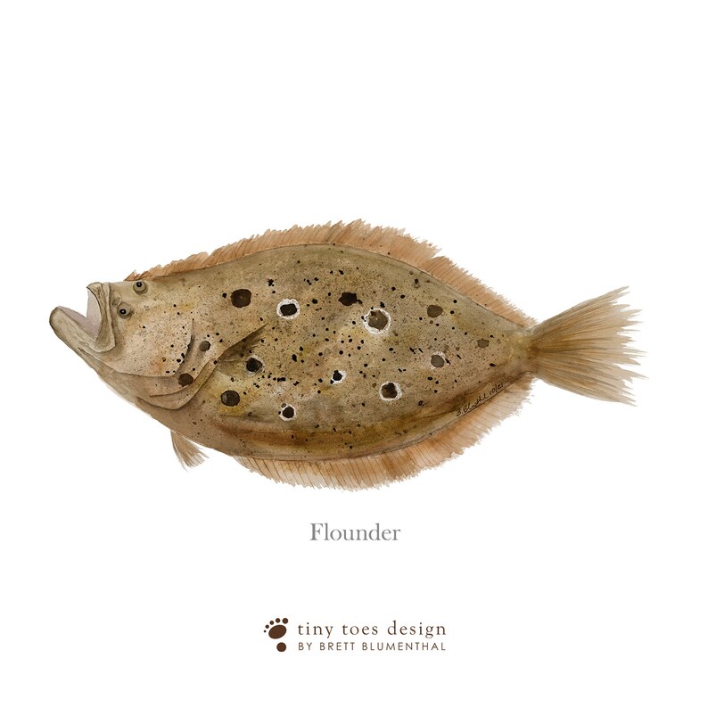 Flounder Wall Art Flatfish Print Summer Flounder Watercolor - Etsy