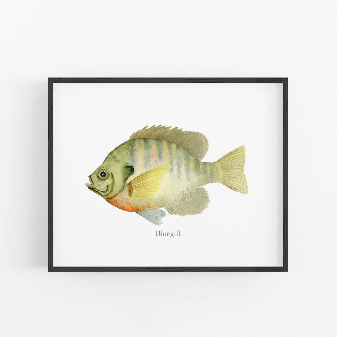 Bluegill Watercolor Art | Lake Fish Painting for Angler or Fisherman ...