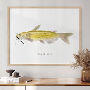 Catfish Print, Fish Watercolor, River and Stream Fish Wall Art, Lake ...