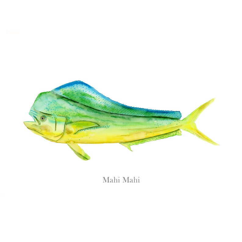 Mahi Mahi Watercolor – Deep Sea Fishing Wall Art Print - Etsy