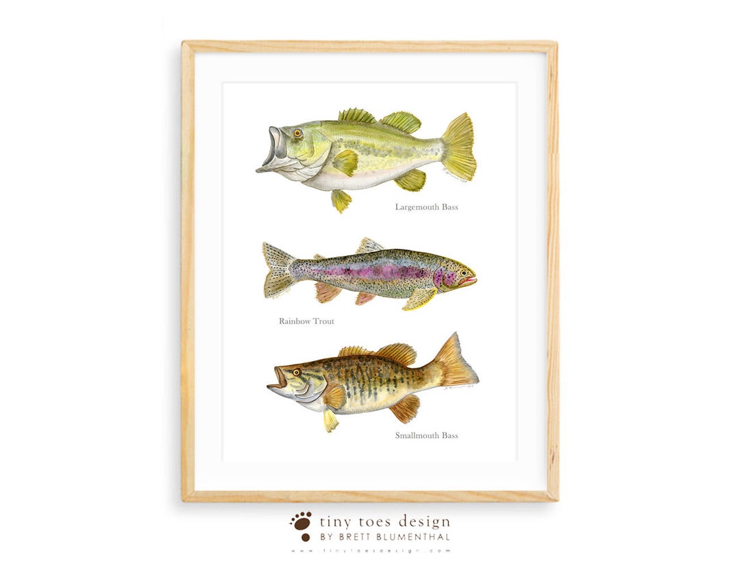 Fly Fishing Print, Fish Wall Decor, Man Cave Decor, Bass Fish Art ...