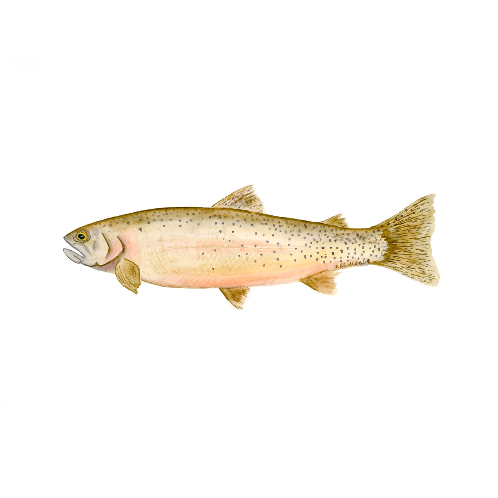 Trout Art Print Cutthroat Watercolor Painting Realistic Fish | Etsy