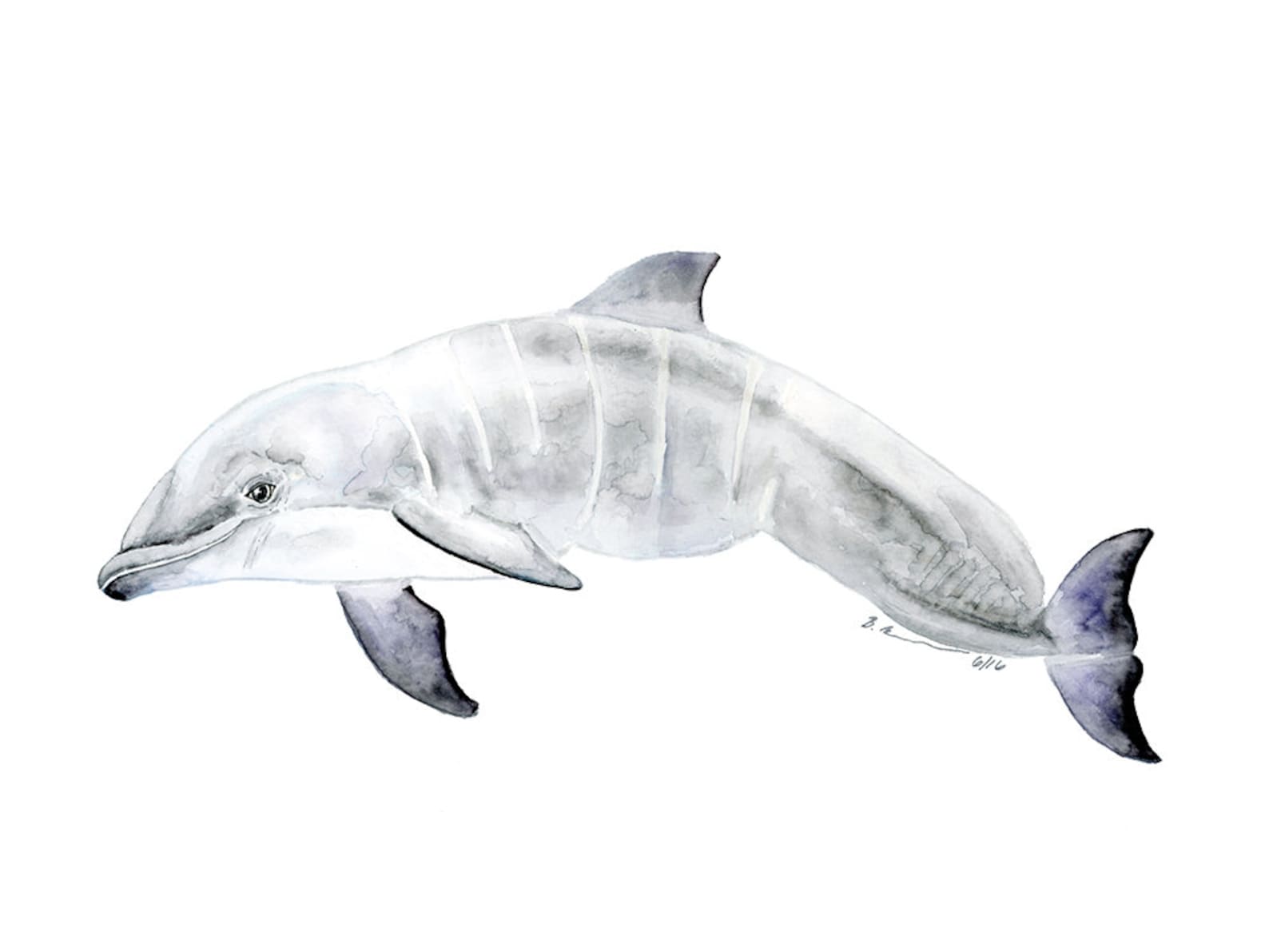 Dolphin Print Ocean Animal Watercolor Sea Life Wall Art - Etsy