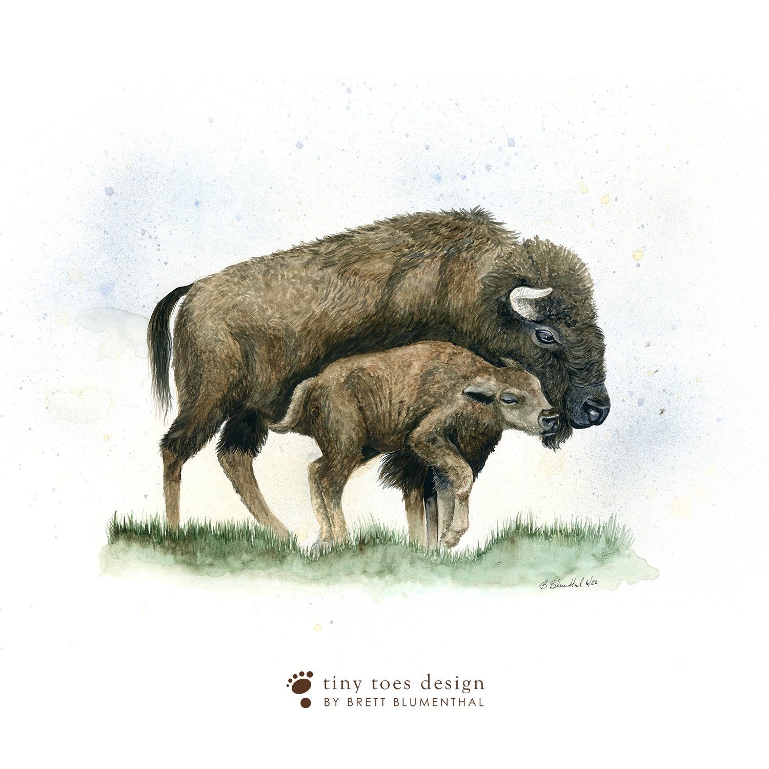 Baby Bison