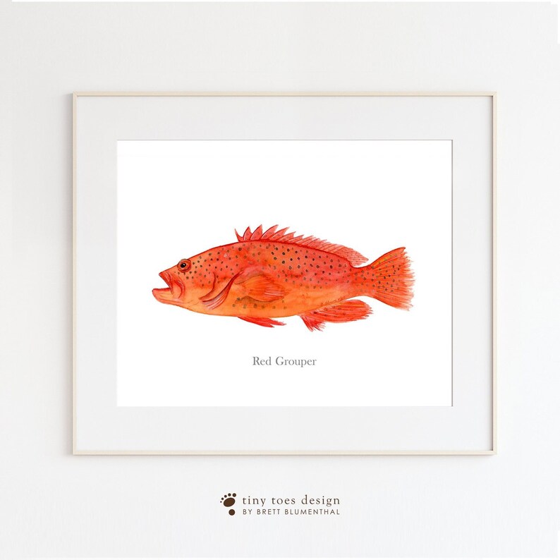Red Watercolor Fish, Red Grouper Fish Painting, Grouper Fish Mount ...