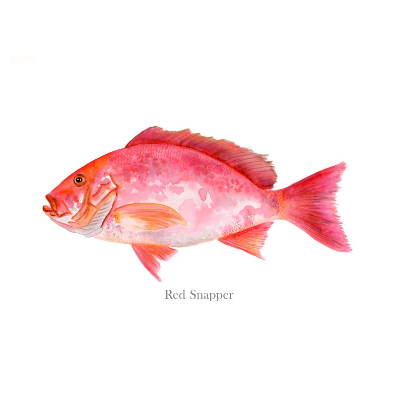Red Snapper Wall Art, Red Snapper Print, Fish Watercolor, Gift for ...