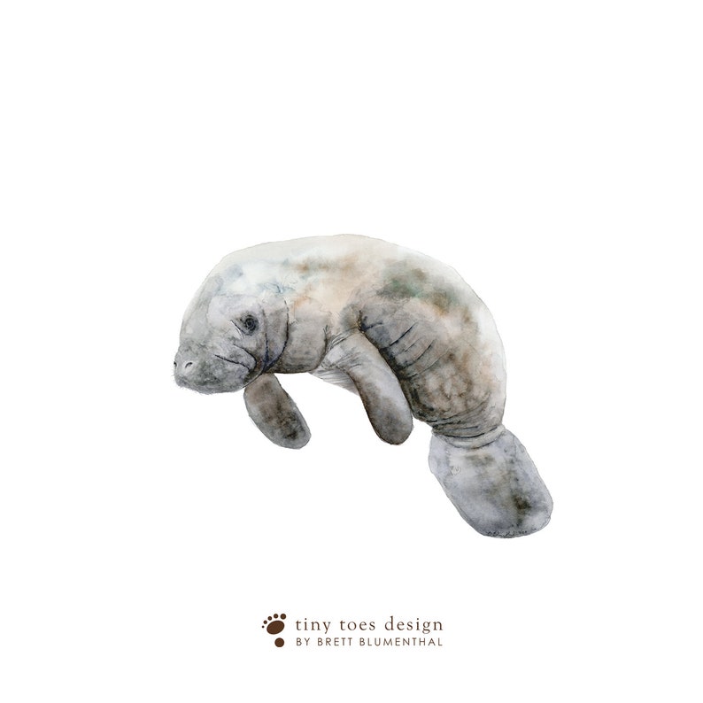 Manatee Art Print Ocean Nursery Art Manatee Watercolor - Etsy