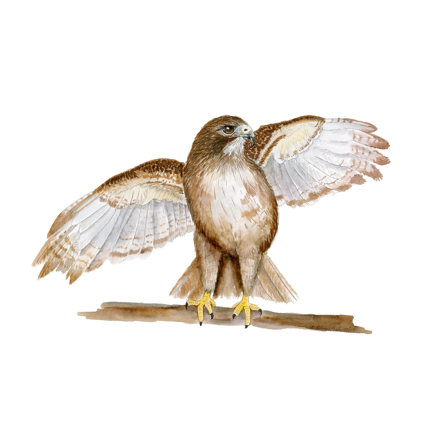 Red Tailed Hawk Painting Red Tail Hawk Print Bird Watercolor | Etsy