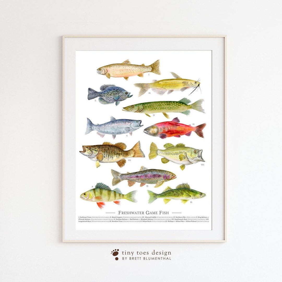 Freshwater Fish Print, Fish Wall Art, Watercolor Fish, Fishing Gifts ...