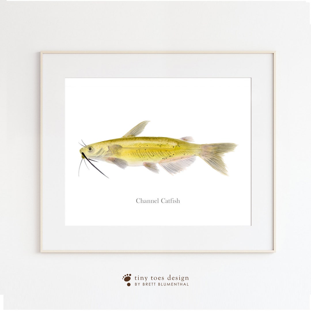 Catfish Print Fish Watercolor River and Stream Fish Wall - Etsy