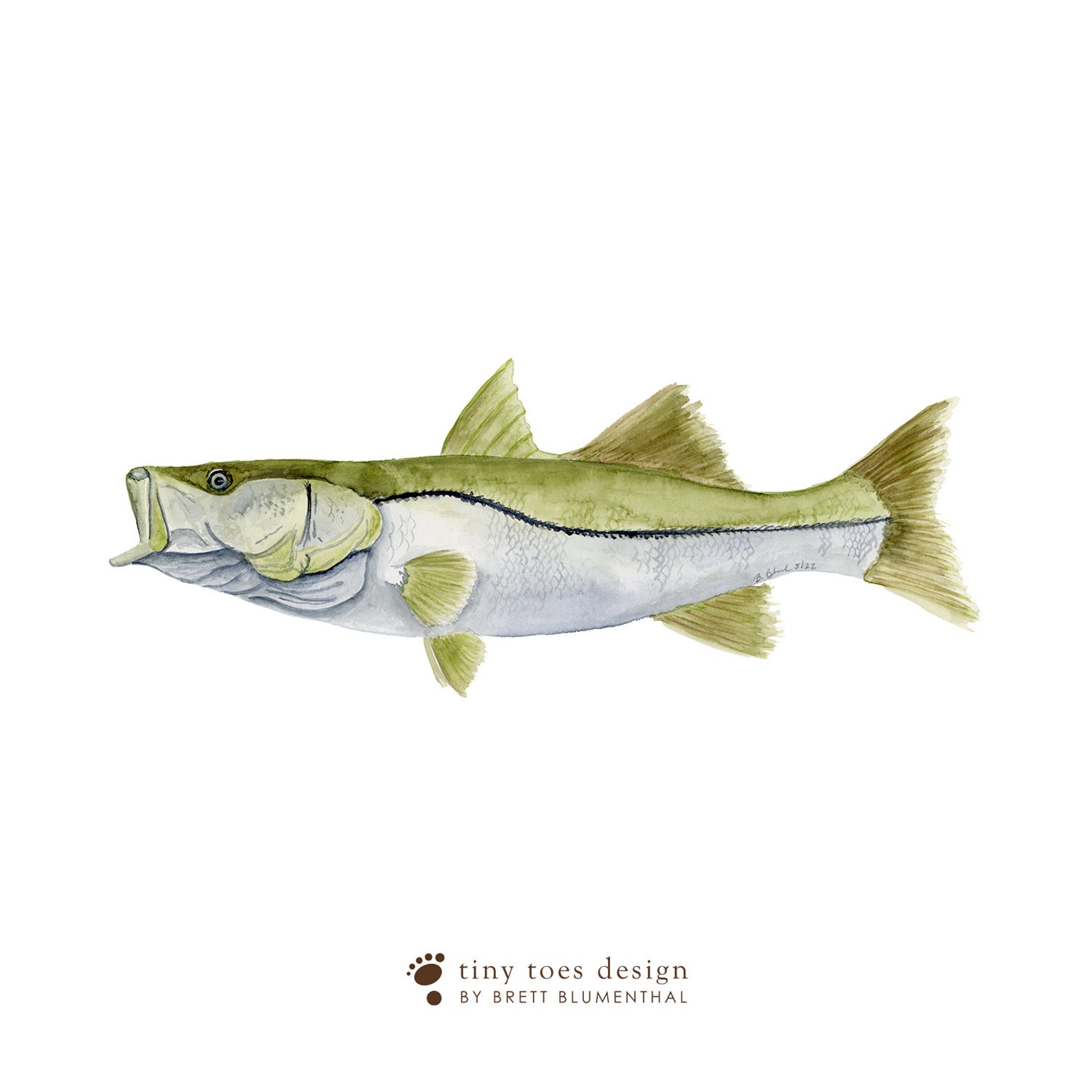Snook Watercolor Fish Painting Snook Art Print Snook Fish - Etsy
