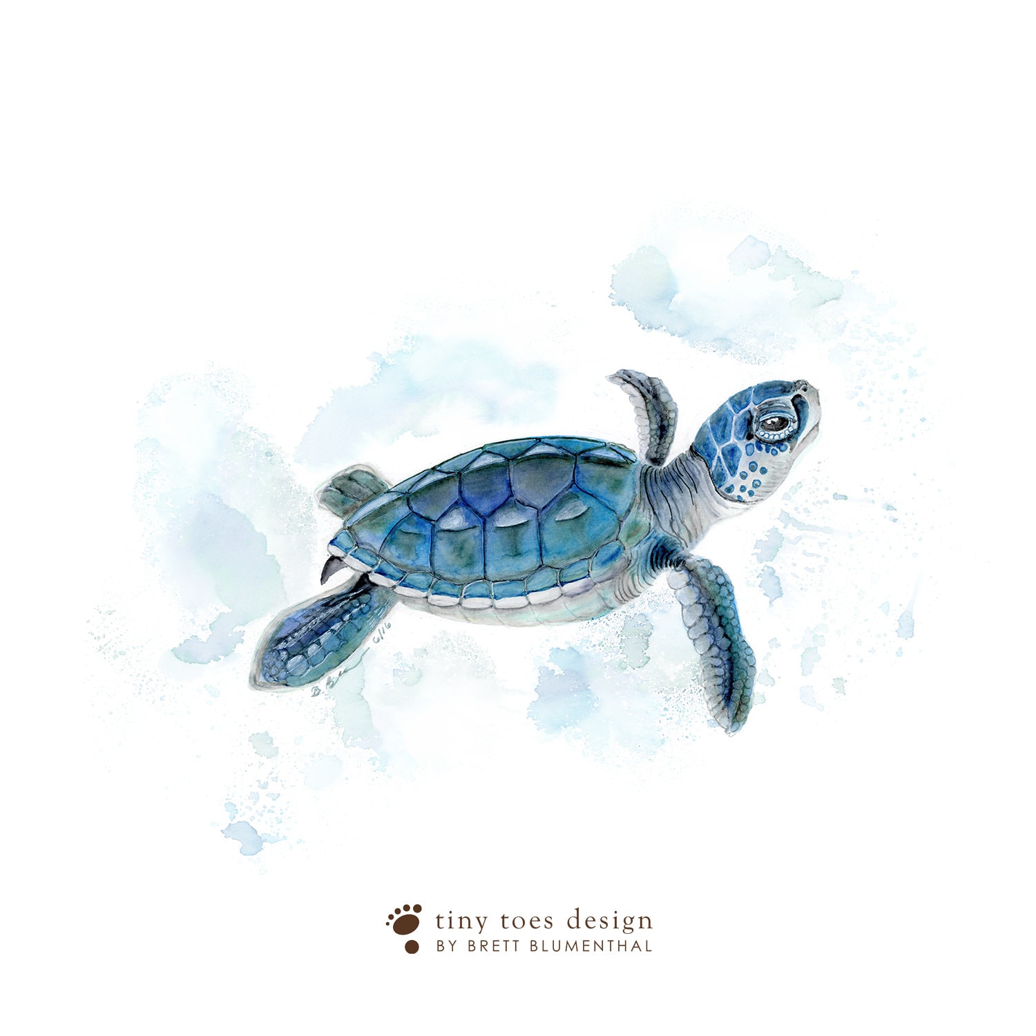 Baby Sea Turtles Drawings